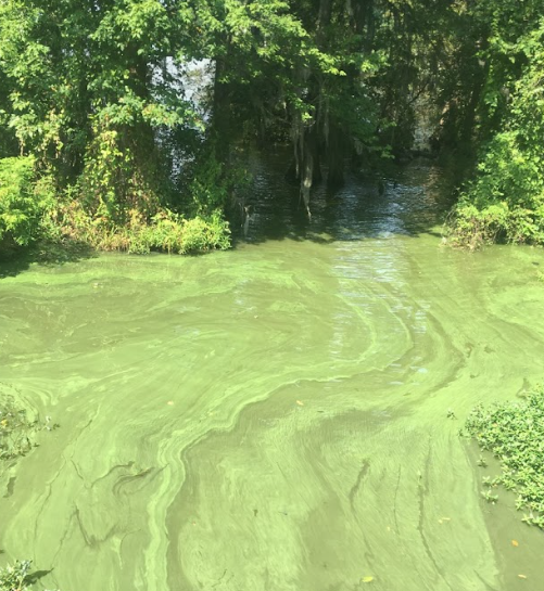Algae Bloom Response – Coastal Carolina Riverwatch